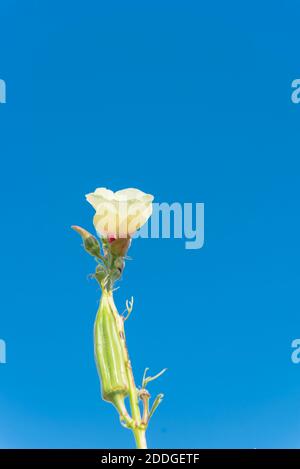 Growing okra and okra flowers Stock Photo - Alamy