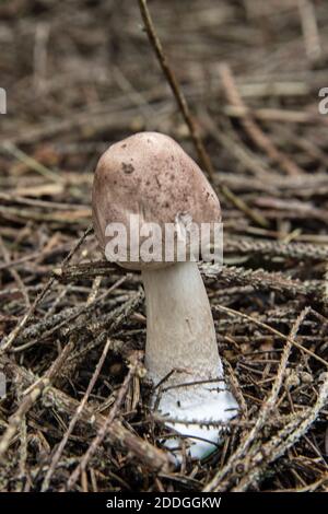 A vertical shot of a champignon mushroom growing in a forest on a wet ...