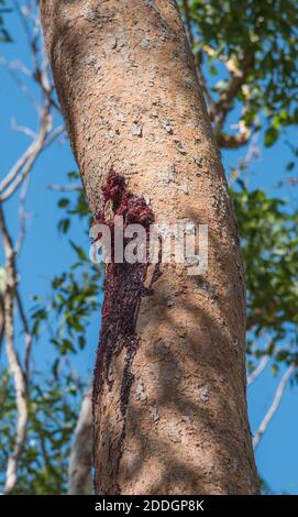 Unique vibrant red crystalline sap from the bloodwood tree in remote ...
