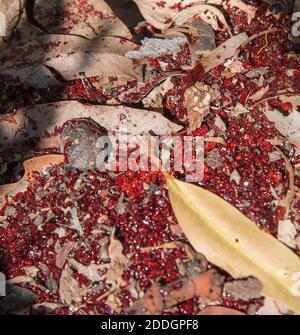 Unique vibrant red crystalline sap from the bloodwood tree on stump in ...