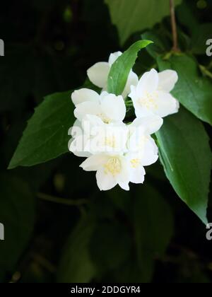 Branch of blooming fragrant white jasmine flowers isolated on black ...