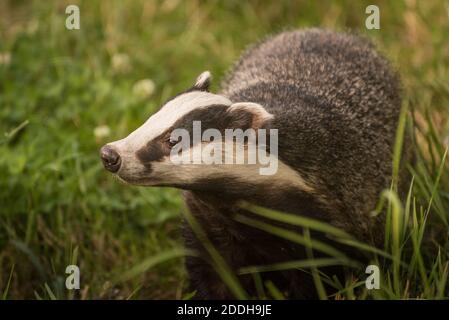Shy european badger, meles meles, with stripe on its small head feeling ...