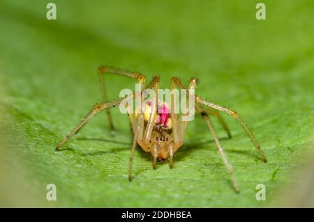 An immature candy-stripe spider (Enoplognatha ovata) on a leaf in a ...
