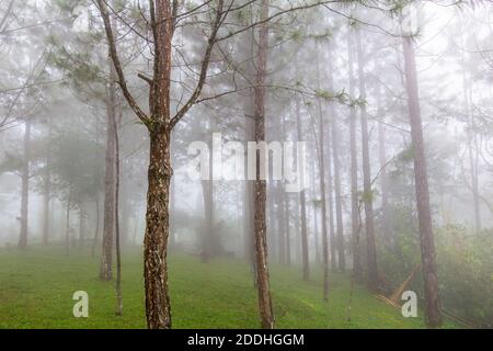 Fog envelopes a forest in Davao City, the Philippines Stock Photo - Alamy