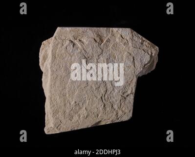 Slab with Echinoid fossils. Slab with Echinoid fossils. 3 almost ...