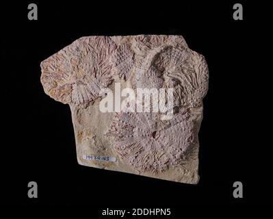 Slab with Echinoid fossils. Slab with Echinoid fossils. 3 almost ...