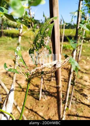 Photo of Flea beetles or Hadda Beetles in a brinjal/eggplant leaf Stock ...