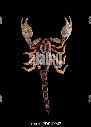 Scorpion, Heterometrus swammerdami. Found in Vellore, South India ...