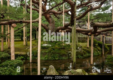 tree branch supports Japan Stock Photo - Alamy