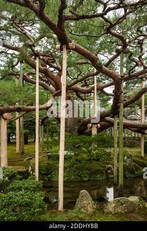 tree branch supports Japan Stock Photo - Alamy