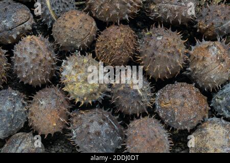 Masses of fallen conkers from Aesculus hippocastanum tree begining to ...