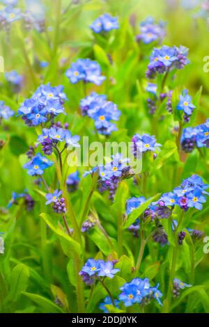 Bunch of small blue forget me not flowers with leaves isolated on white ...