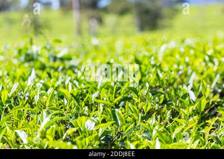 Pangalengan, Tea Plantation, Bandung, Indonesia Stock Photo - Alamy