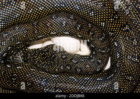 Diamond Python incubating her egg clutch Stock Photo - Alamy