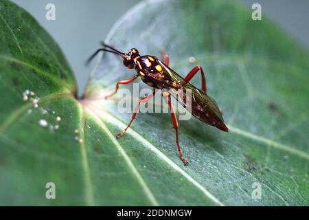 Red spider wasp (Sphictostethus nitidus Stock Photo - Alamy
