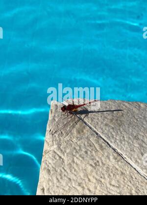 Blue Dragonfly on the stone near river - image Stock Photo - Alamy