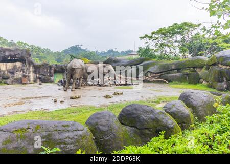 African elephants at the Taipei Zoo in Taiwan Stock Photo - Alamy