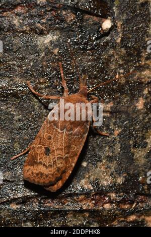 chestnut (Conistra vaccinii), imago at bark, view from above, Germany ...