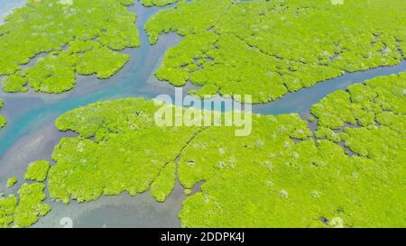 Mangrove forest in Bohol, Philippines Stock Photo - Alamy