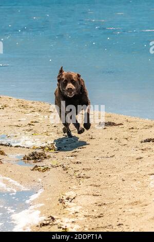 A chocolate labrador running on the beach Stock Photo - Alamy