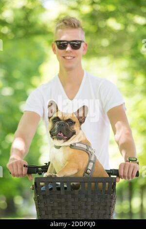 French bulldog dog enjoying riding in bycicle basket in city park Stock ...