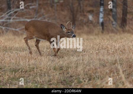 Young white-tailed buck chasing does Stock Photo - Alamy