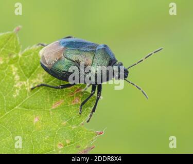 Blue Shieldbug (Zicrona caerulea) perched on plant leaf. Tipperary ...
