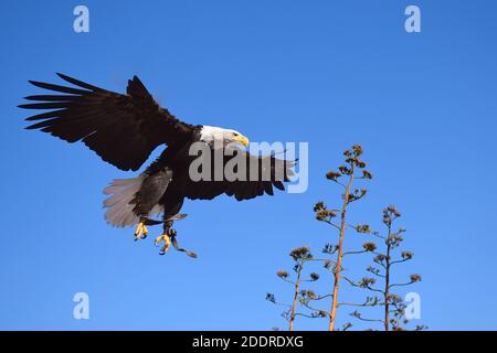Wild bald eagle seen flying in northern Canada Stock Photo - Alamy