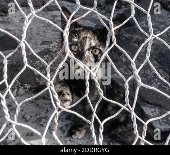 Feral cat/kitten behind wire fence Stock Photo - Alamy