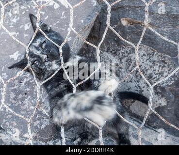 Feral cat/kitten behind wire fence Stock Photo - Alamy