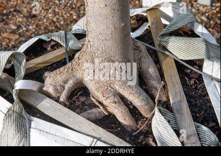 Exposed tangled tree roots gripping the soil on a forest floor, showing ...