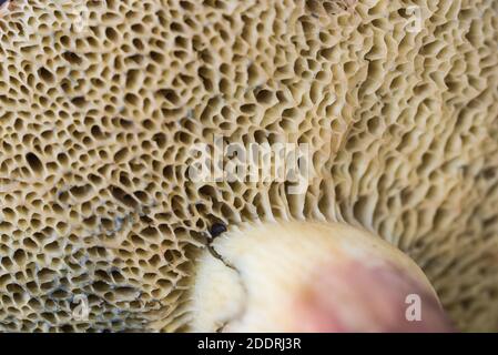 Underside of a Boletes fungus (Boletus sp) showing the tubes/ pores ...