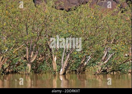 Balsa Wood Tree, aeschynomene elaphroxylon, Baringo Lake in Kenya Stock ...