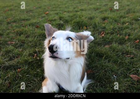 the english shepherd with blue eyes playing in the grassy field Stock ...