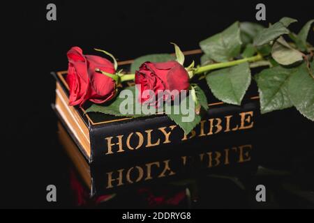 Holy Bible and red roses on the black and red background. Christian ...