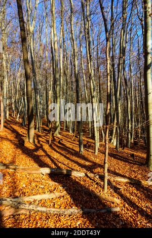 Wien, Vienna: beech trees, autumn colors in Wienerwald (Vienna Woods ...