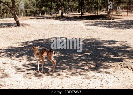gamo fallow deer in the field nature goat Stock Photo - Alamy