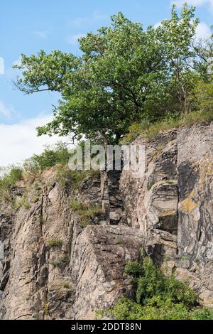 Green tree on edge of cliff in fog. Shot. Stone pillar on rock immersed ...