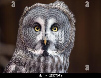 Amazed Great Grey Owl Hdr Stock Photo - Alamy