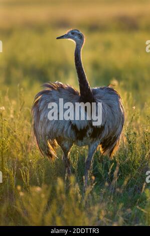 Greater Rhea, Rhea americana, in Pampas coutryside environment, La ...