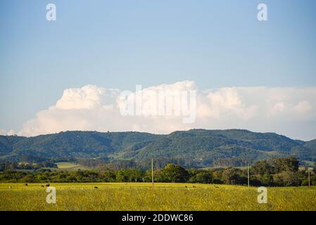 general fields brazil Stock Photo - Alamy