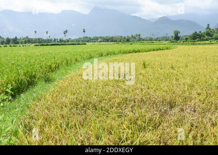 Paddy cultivation in kuttanad,kerala Stock Photo - Alamy