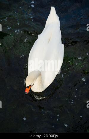 A vertical top view shot of a swan swimming on the water Stock Photo ...