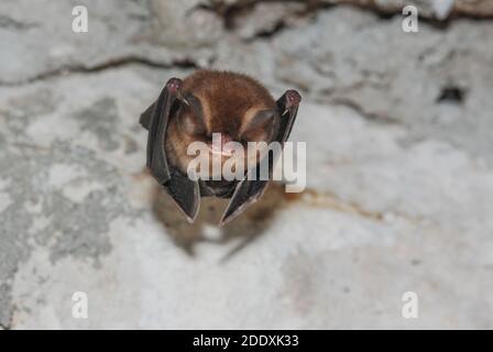 Mexican funnel-eared bat (Natalus stramineus) roosting inside an old ...