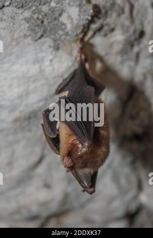 Mexican funnel-eared bat (Natalus stramineus) roosting inside an old ...