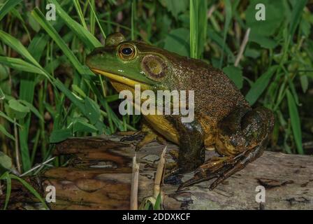 American Bullfrog (Lithobates catesbeianus) from Otero County, Colorado ...