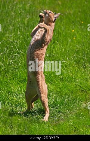 CARACAL caracal caracal, ADULT HUNTING, STANDING ON HIND LEGS Stock ...