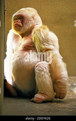 White Gorilla, gorilla gorilla, Male called Snowflake or Copito de Nieve, Barcelona Zoo Stock ...