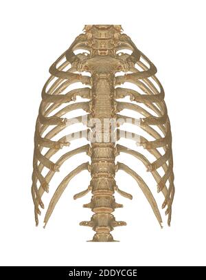 Chest anatomy, 3D CT scan Stock Photo - Alamy
