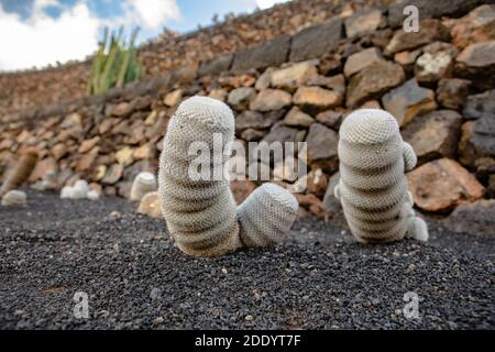 cactus on magnification for background on your inscription Stock Photo ...